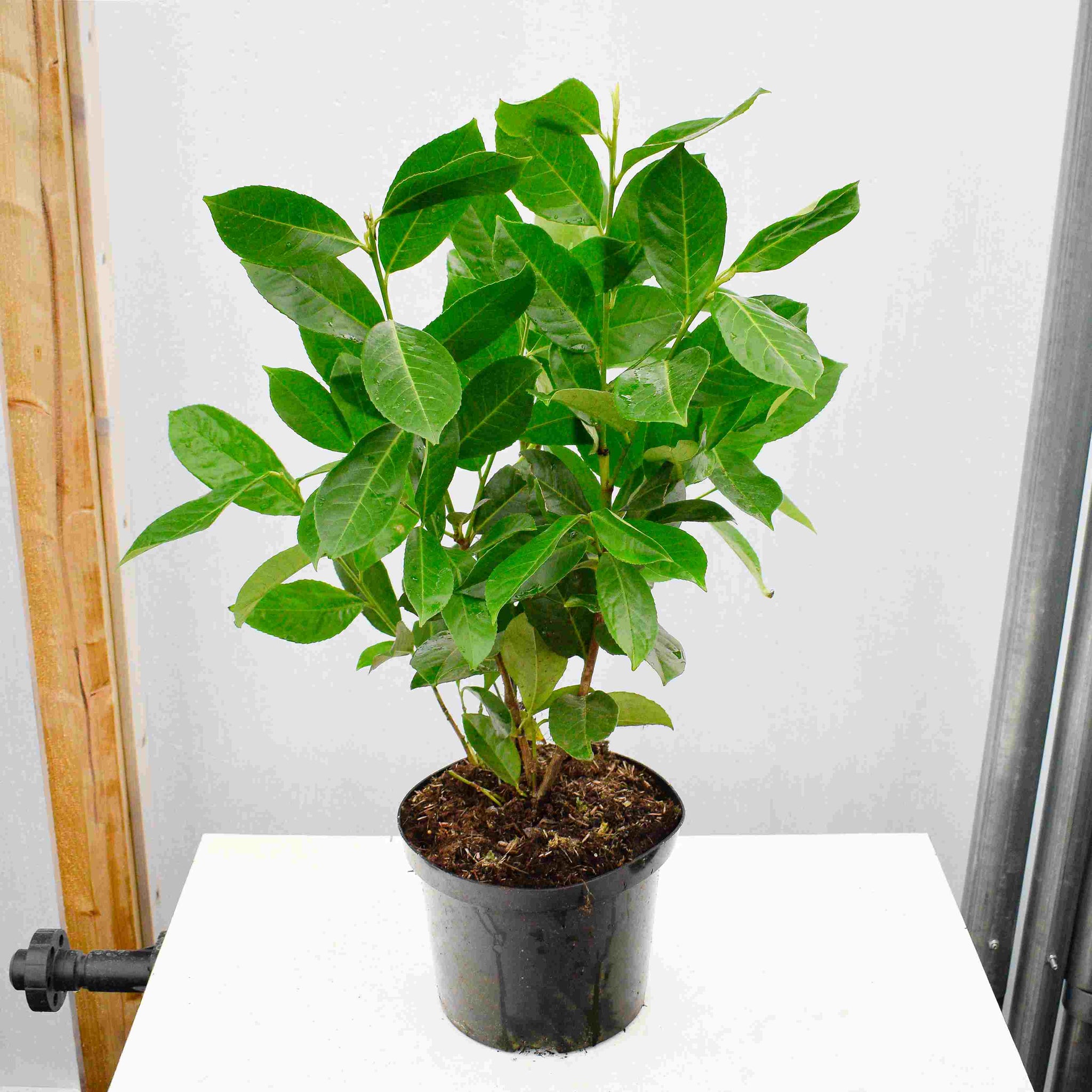 60-90cm 3L Pot Grown Common Laurel Prunus laurocerasus rotundifolia Hedge - ScotPlants Direct UK