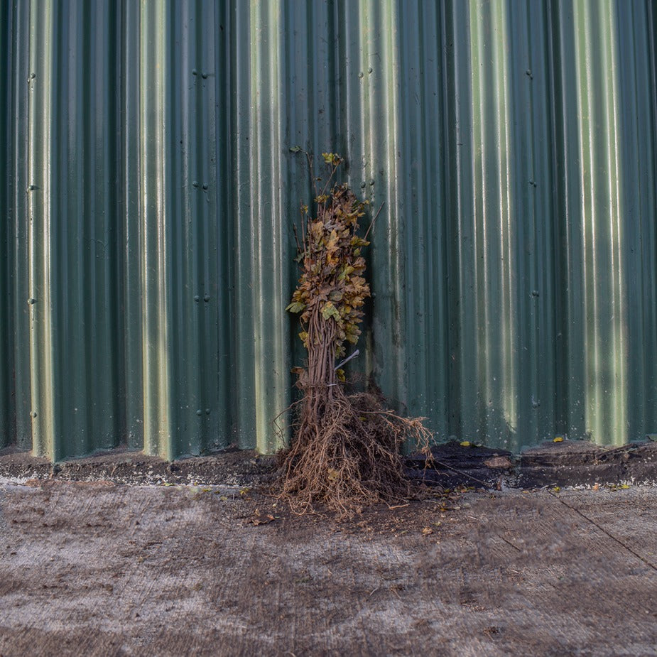 Field Maple Bare Root Hedging 60–80cm | Acer campestre
