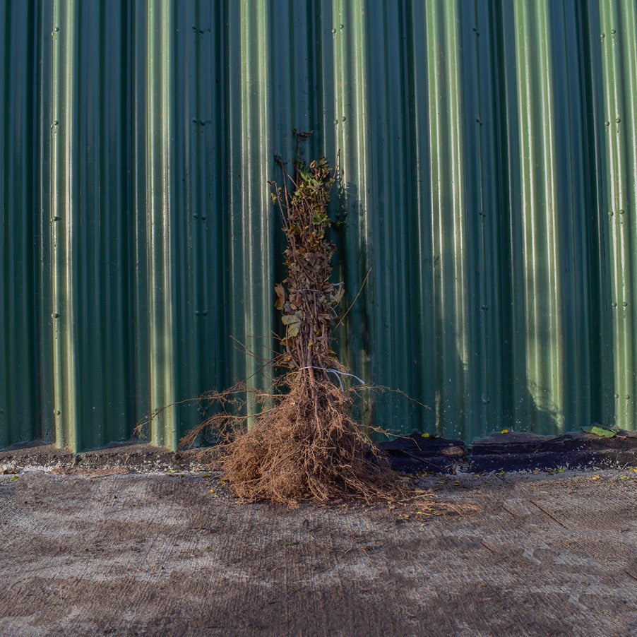 Field Maple Bare Root Hedge 80–100cm | Native UK Hedging