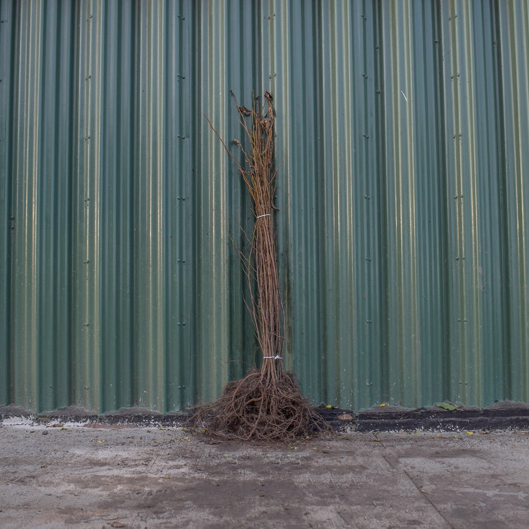 Common Alder 80/100cm Bare Root (Alnus glutinosa)- ScotPlants Direct UK