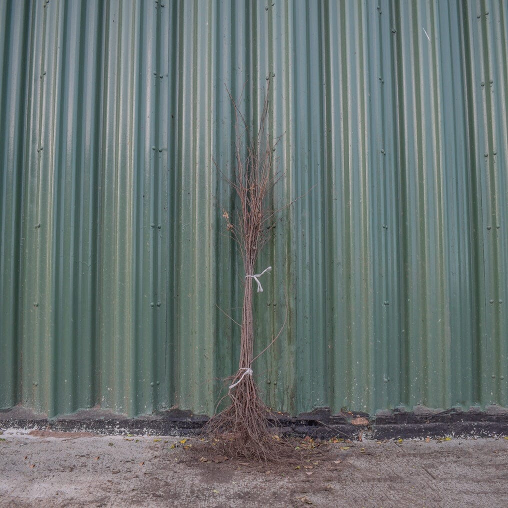 Silver Birch Tree 60-80cm Bare Root | Betula pendula UK