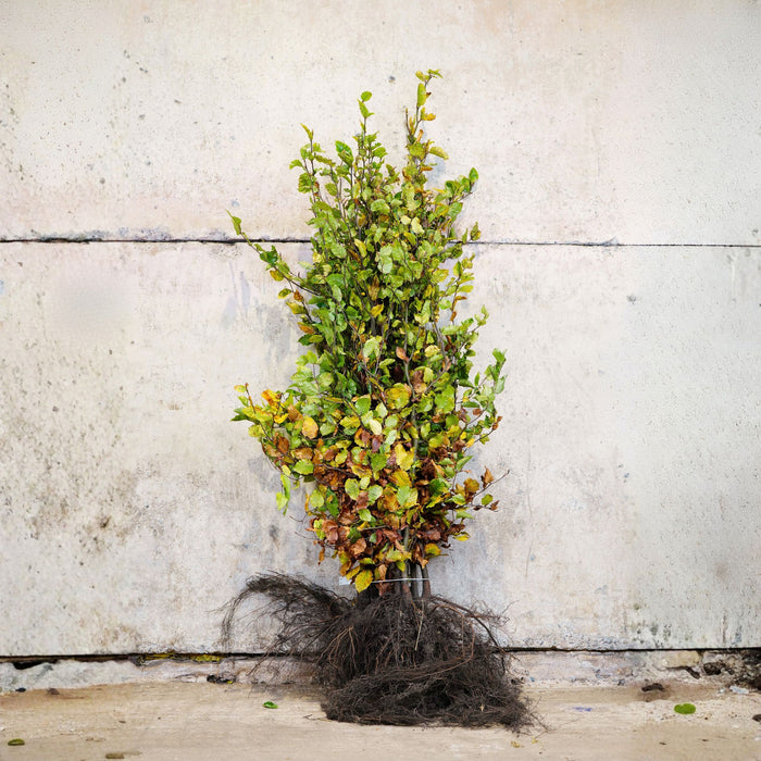 Beech (Fagus sylvatica) Hedging - Bare Root