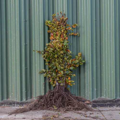 Beech (Fagus sylvatica) Hedging - Bare Root
