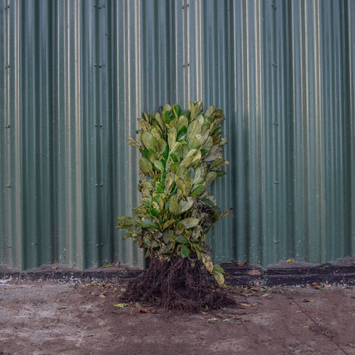 Laurel (prunus) Hedging