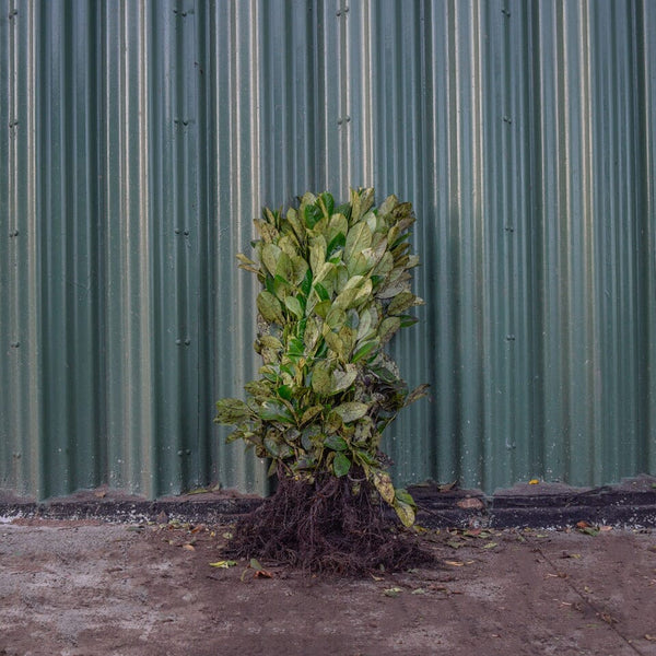 Laurel (prunus) Hedging