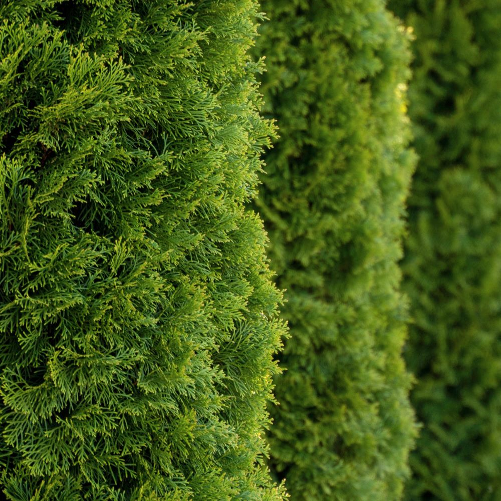 120/150cm Thuja Plicata Pot Grown Hedge Western Red Cedar - ScotPlants ...